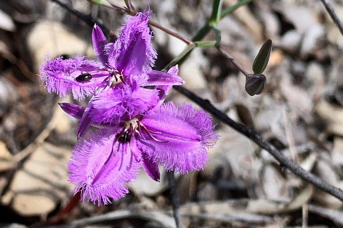 Spring Wildflower Private Day Tours - Frequently Asked Questions