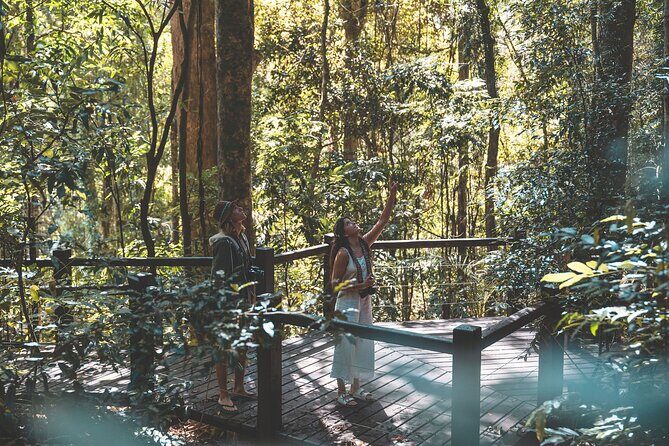 Springbrook andTamborine Rainforest Tour Incl Natural Bridge and Glow Worm Cave - A Full Breakdown of the Experience