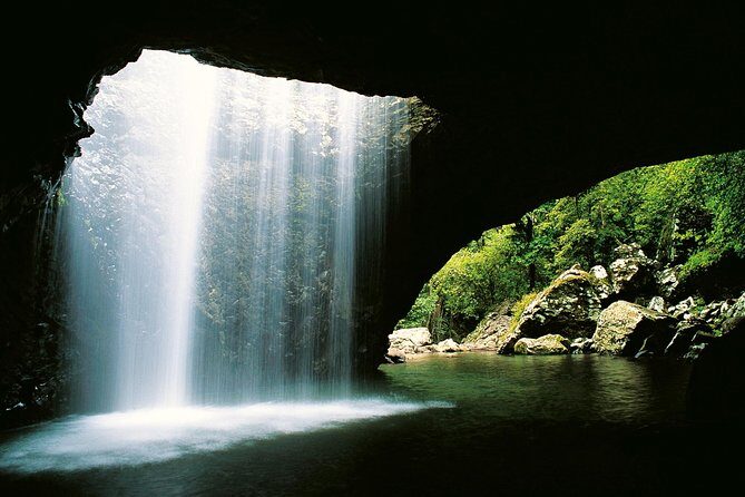 Springbrook Waterfalls & Natural Bridge Tour from Gold Coast - What Sets This Tour Apart