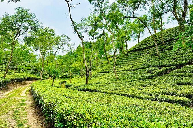 Sreemangal Tea Tour Experience Nature and Culture in a Local way - FAQ