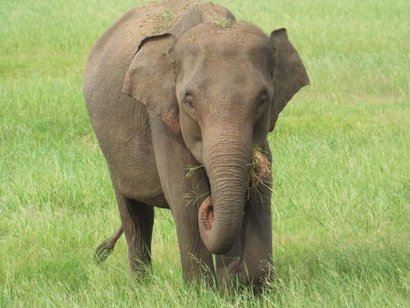 Sri Lanka: 10-Day Guided Tour with Customized tour - An Introduction to the Sri Lanka 10-Day Tour Experience