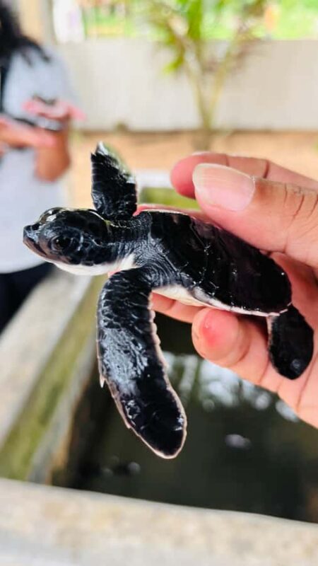 Sri Lanka: 10-Day Luxury private Tour with hotels - FAQ