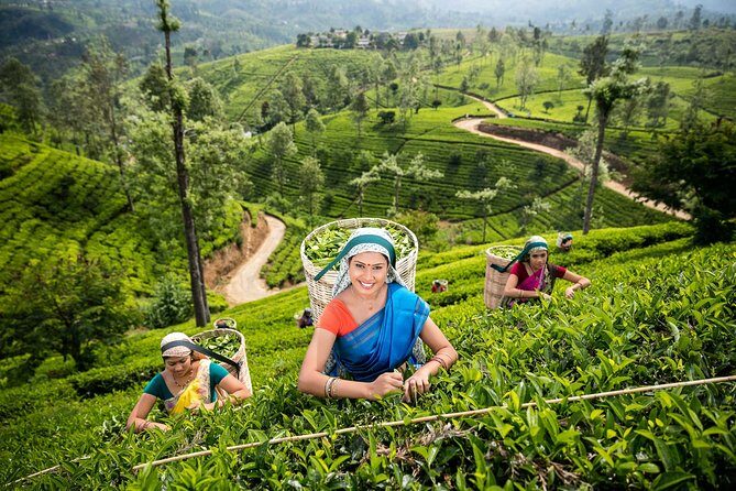 Sri Lanka 10 Days Tour Package Lifetime Experience - Who Is This Tour Best For?