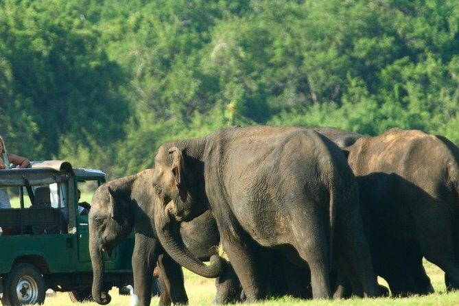 Sri Lanka 10 Days Tour Package Lifetime Experience - The Sum Up
