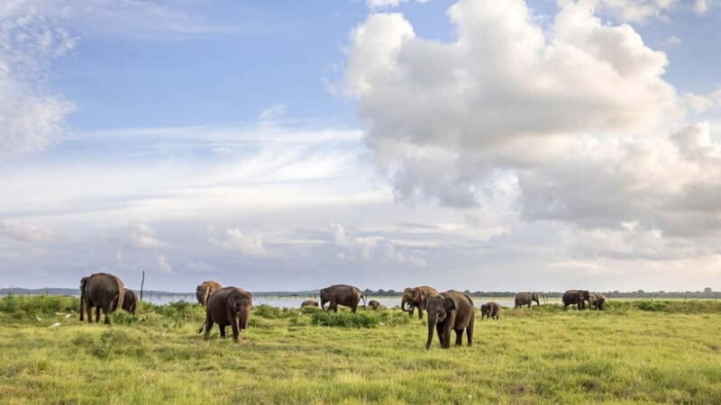 Sri Lanka 14-Day Journey: Culture, Nature & Adventure - Who Will Truly Benefit?