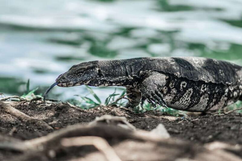Sri Lanka 2-Day National Parks Trip, Hotel, Transport, Guide - Transportation