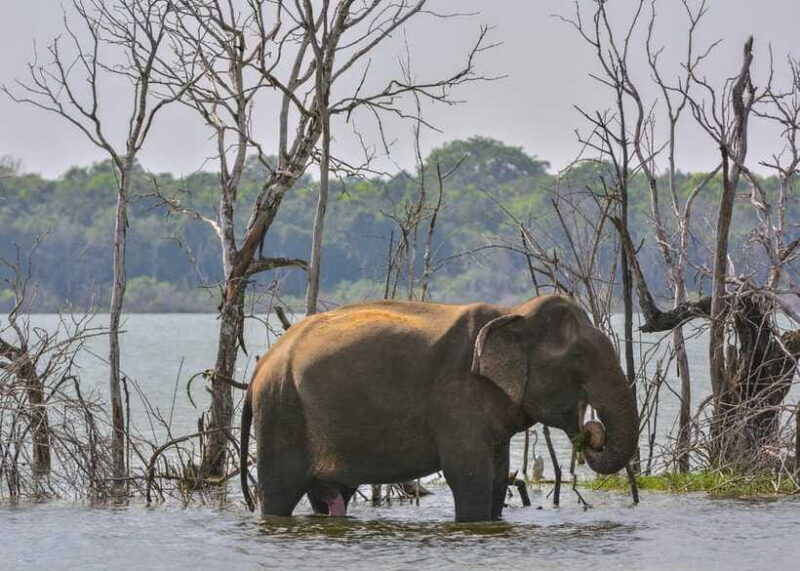 Sri Lanka 2-Day National Parks Trip, Hotel, Transport, Guide - Timing & Pace