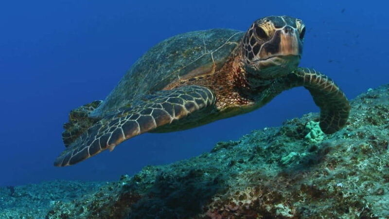 "Sri Lanka 2-Day Tour: Explore Hikkaduwa, Galle & Yala" - What’s Included and What to Consider