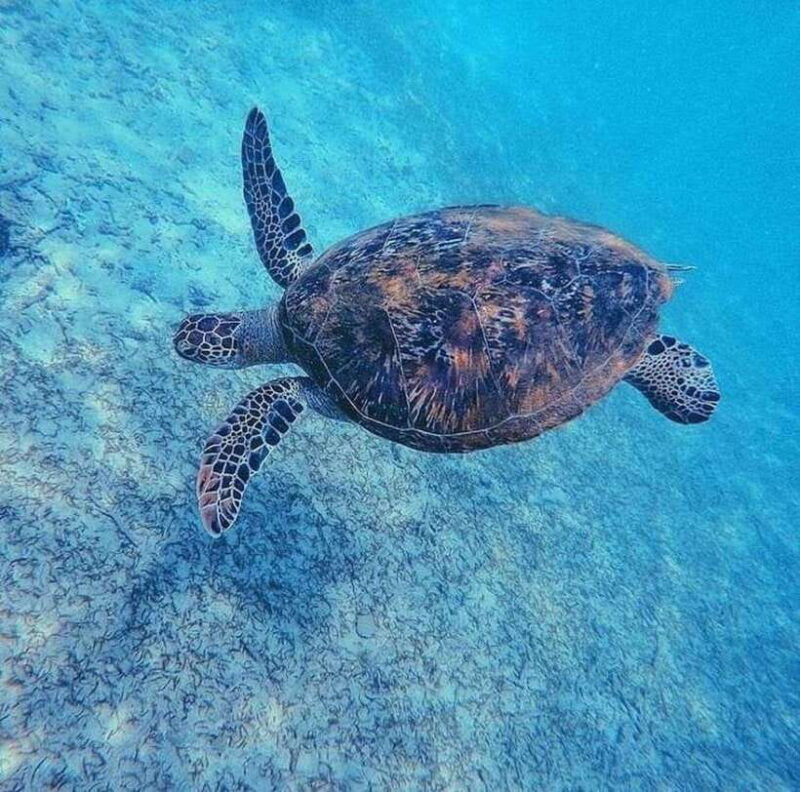 Sri Lanka: 3-Day 2night South Coast Tour with Whale Watching - What Does the Tour Offer in Terms of Value?