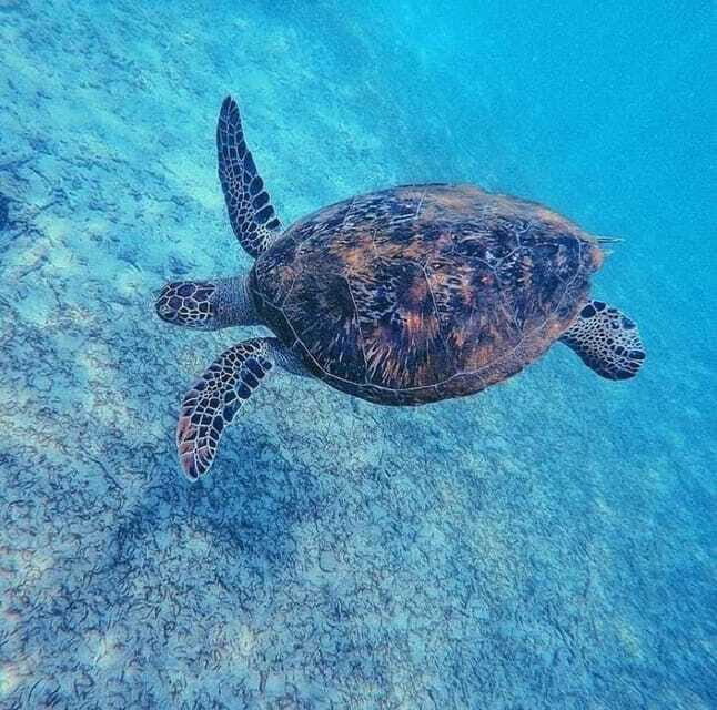 Sri Lanka: 3-Day 2night South Coast Tour with Whale Watching - Who Would This Tour Suit?
