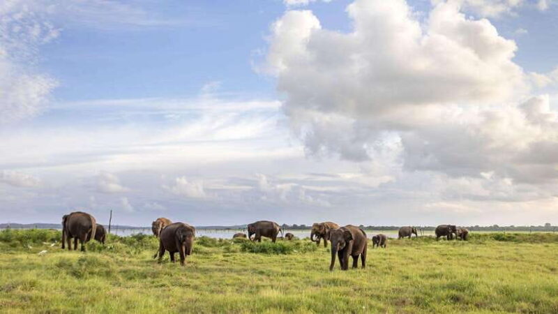 Sri Lanka 3-Day Tour:Explore Sigiriya Kandy and Nuwara Eliya - Who Should Consider This Tour?