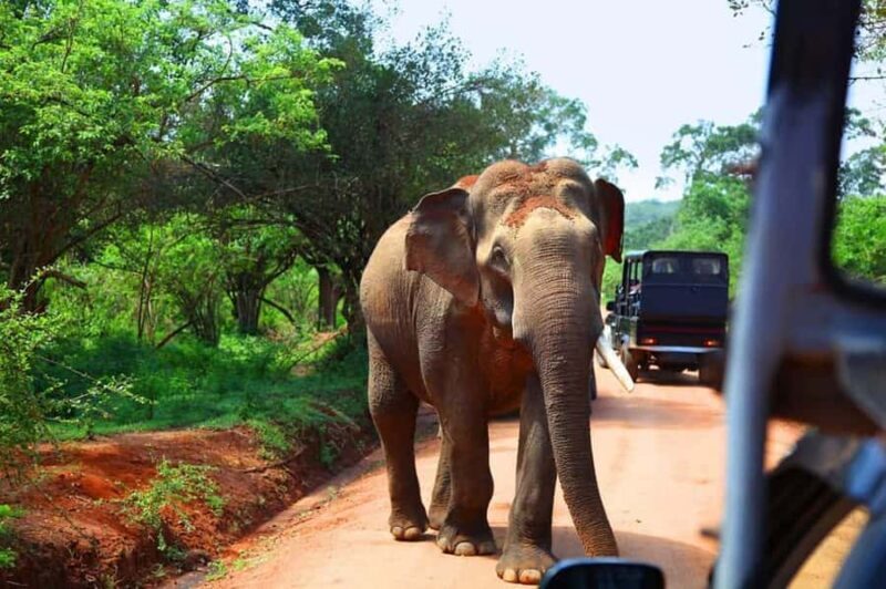 Sri Lanka 3-Day Yala Safari Ella Cultural Highlights - Who Should Consider This Tour?