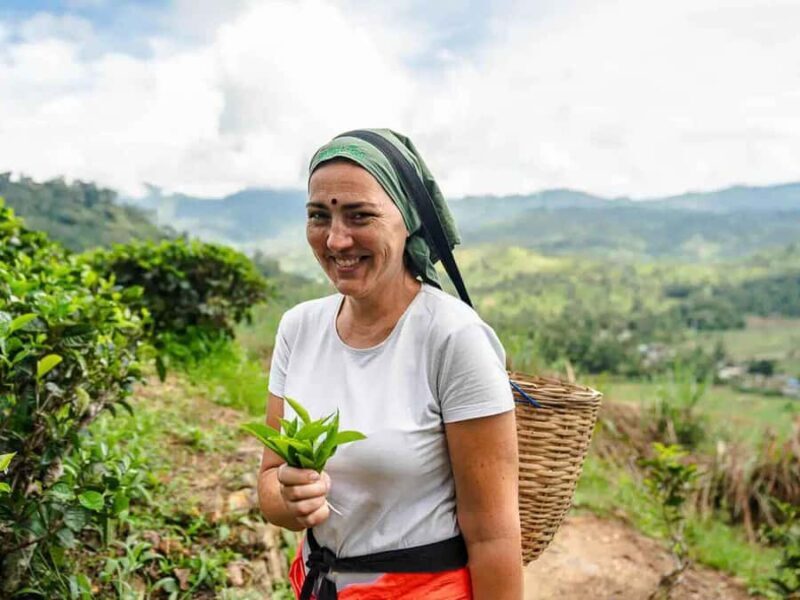 Sri Lanka: 4-Day British Ceylon Tea Trail Tour with Hotels - An In-Depth Look at the 4-Day British Ceylon Tea Trail Tour