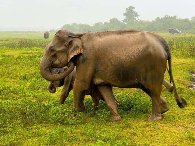 Sri Lanka 4-Day Private Tour: From lion rock- Sacred Temples - FAQ