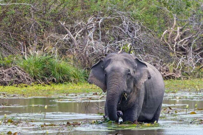 Sri Lanka: 4N5Day guided FULL TOUR with hotel accommodations - Day 4: From Kandy to Ella – Waterfalls, Tea, and Scenic Rides