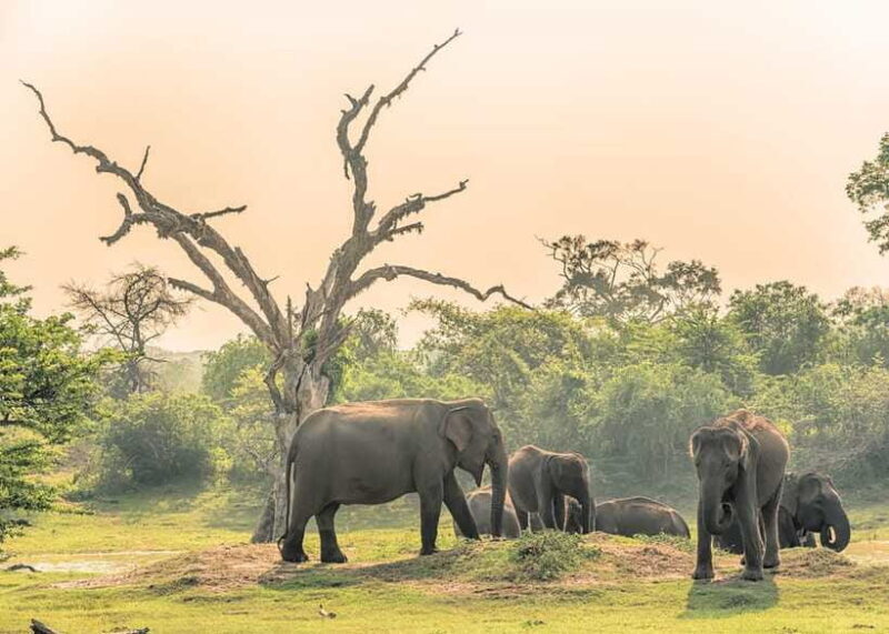 Sri Lanka 5-Day Private Country Side Tour Car, Hotels, Food - Who Should Consider This Tour?