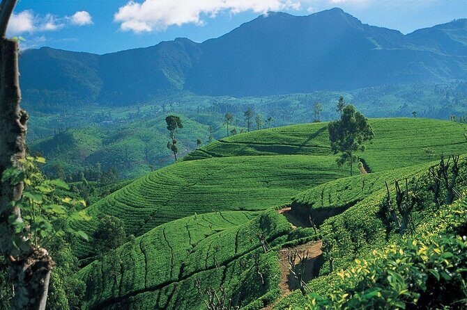 Sri Lanka 5 Day Tour in Sigiriya Kandy and Scenic Wonders - Day 2: Cultural and Natural Wonders in Kandy
