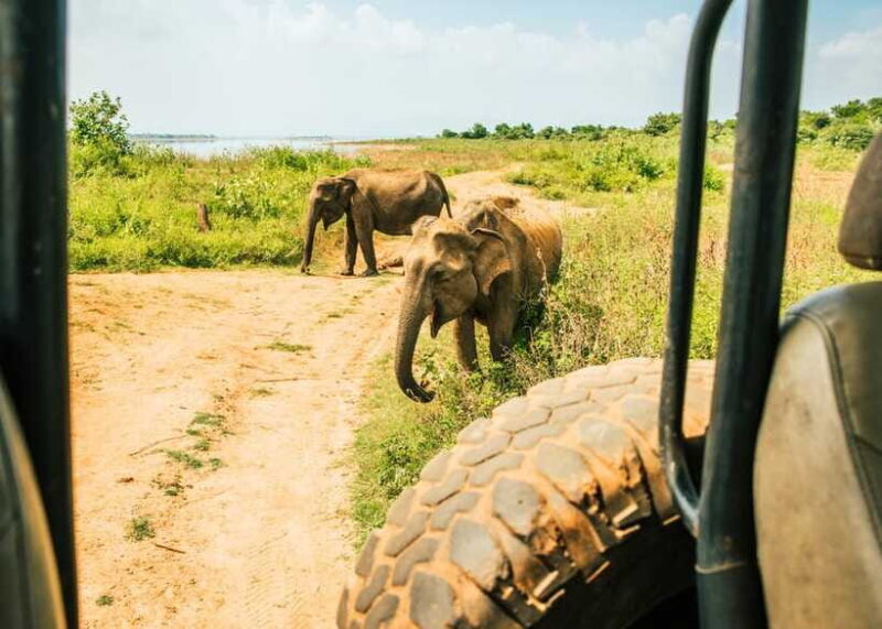 Sri Lanka: 5-Day Tour with Hill Country, Cultural Triangle - What This Tour Offers in Terms of Value and Experience