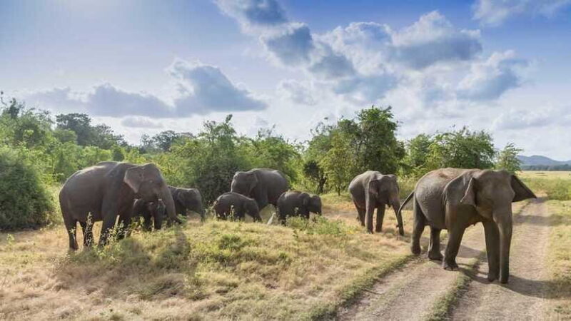 Sri Lanka: 6-Day Luxury Honeymoon Tour - Who Is This Tour Best For?