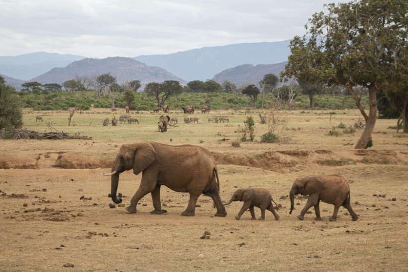 Sri Lanka 6-Day Tour Beach Stay, Wildlife, History, Culture - Who Should Consider This Tour?