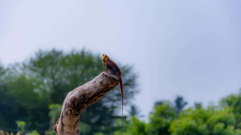 Sri Lanka: 6-Day Wildlife Safari Private Tour - Day 4: Big game in Yala National Park
