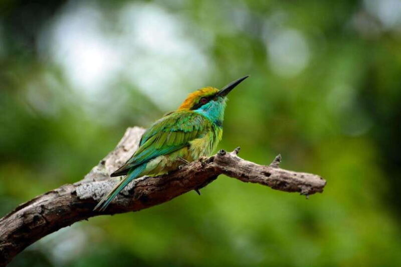 Sri Lanka: 6-Day Wildlife Safari Private Tour - Day 5: The Game-Filled Yala Safari