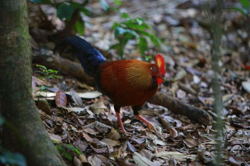 Sri Lanka: 6-Day Wildlife Safari Private Tour - Who Will Appreciate This Tour?