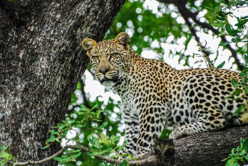 Sri Lanka: 7-Day Off-The-Beaten Path Private Tour - A Deep Dive into the 7-Day Sri Lanka Tour