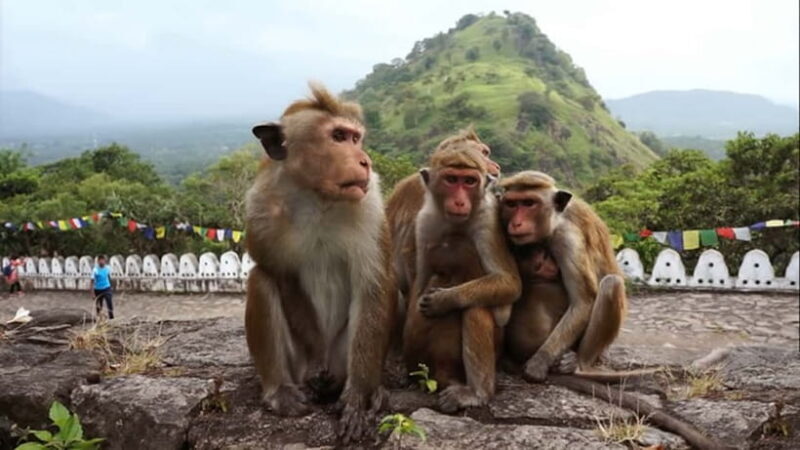 Sri Lanka: 7-Day Off-The-Beaten Path Private Tour - Frequently Asked Questions