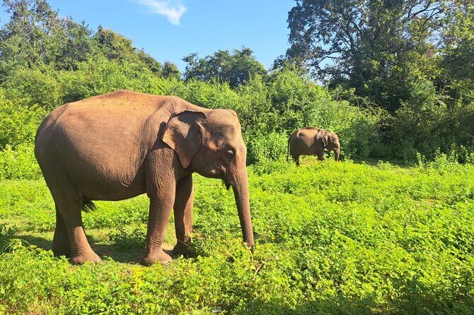 Sri Lanka 7 Day Tour with Private Driver - Who Should Consider This Tour?