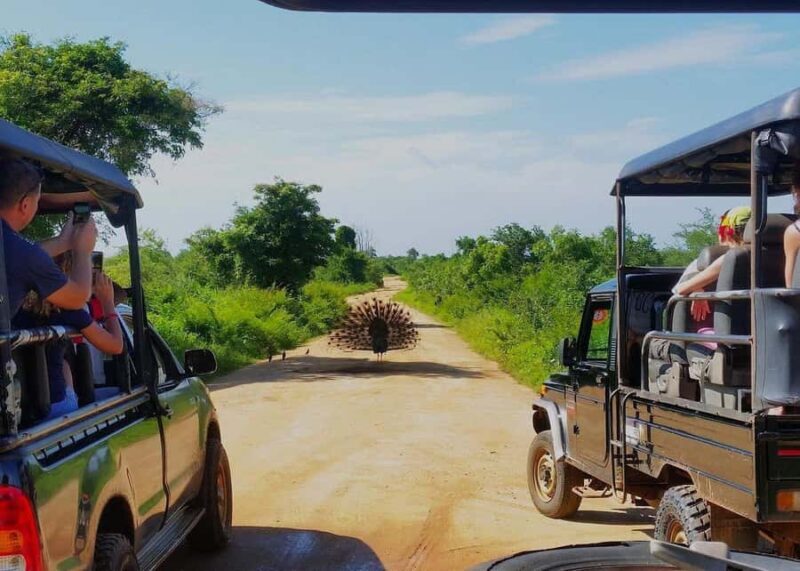 Sri Lanka: 7-Day Wildlife Safari and Eco Tour with Hotels - Exploring Sri Lanka: A 7-Day Wildlife and Eco Tour Review