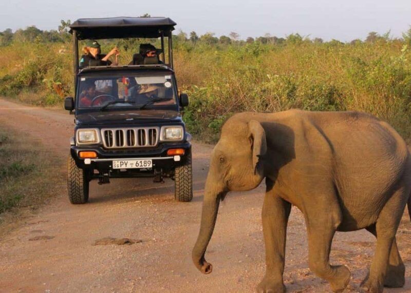 Sri Lanka: 7-Day Wildlife Safari and Eco Tour with Hotels - Key Points
