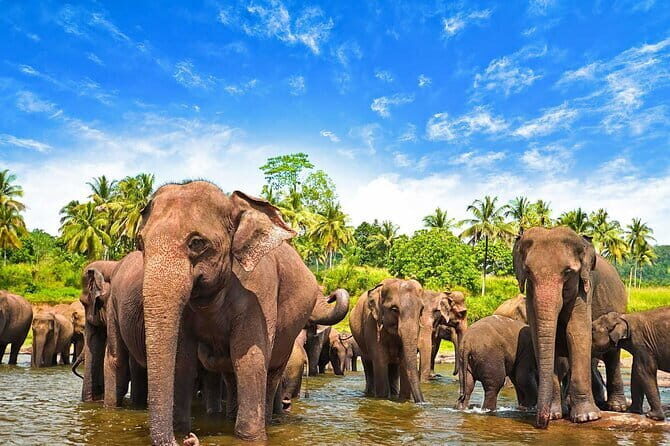 Sri Lanka 7 days Round Tour, Beaches & Safari Island Full Tour - A Deep Dive into the Sri Lanka 7-Day Tour