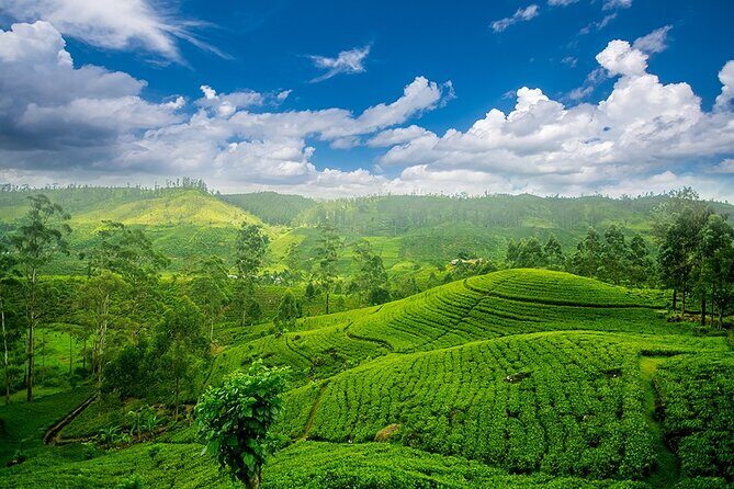 Sri Lanka 7 Days Tour - Final Thoughts