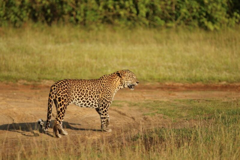 Sri Lanka: 8-Day Round Tour from Colombo & Safari - Who Will Love This Tour?