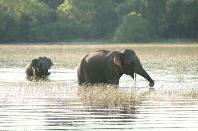 Sri Lanka: 8-Day Round Tour from Colombo & Safari - Final Thoughts: Is It Worth It?