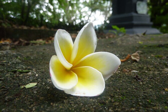 Sri Lanka 8 Tage 7 Nächte Tour mit privatem Fahrer - FAQ (Frequently Asked Questions)