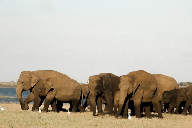 Sri Lanka Aborigine Tour (4 Days) - Key Points