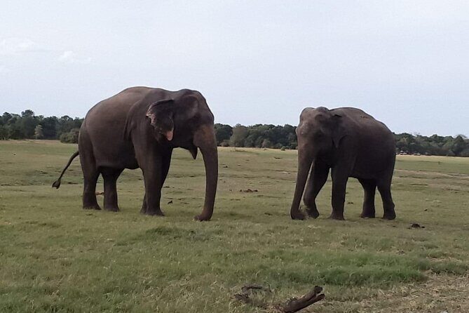 Sri Lanka Adventure Tour Jeep Safaris and Village Experience - What’s Included and What’s Not