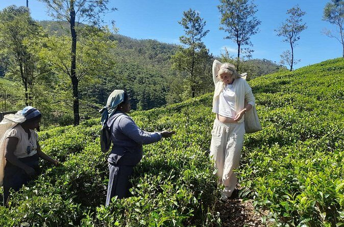 Sri Lanka Car and Driver Hire - The Sum Up