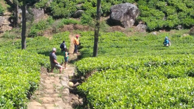 Sri Lanka: Ceylon Royal Tea Trails Trekking Tour - Key Points