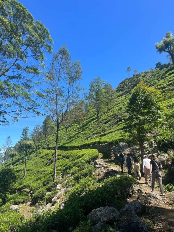 Sri Lanka: Ceylon Royal Tea Trails Trekking Tour - Exploring the Experience: What to Expect
