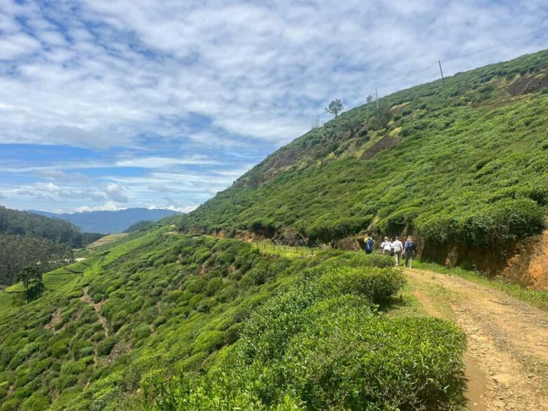 Sri Lanka: Ceylon Royal Tea Trails Trekking Tour - Who Will Love This Tour?