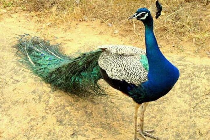 Sri Lanka Cultural Tour 6D /5N with driver, vehicle and H/B accommodations - Understanding the Cost and Value