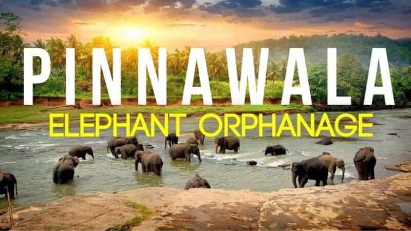 Sri Lanka : Day Tour to Pinnawala Elephant Orphanage & Zoo - Practical Details: What Travelers Need to Know