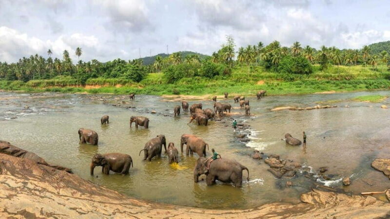 Sri Lanka : Day Tour to Pinnawala Elephant Orphanage & Zoo - FAQ