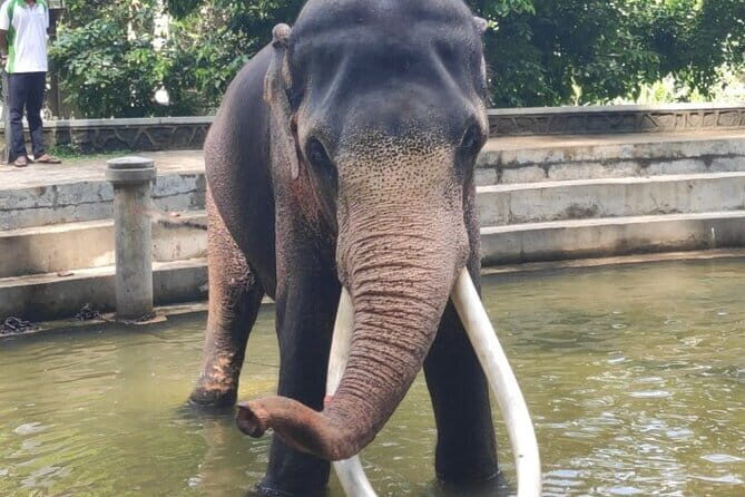 Sri Lanka Driver's and Guide with Luxury Cars - Timing and Flexibility