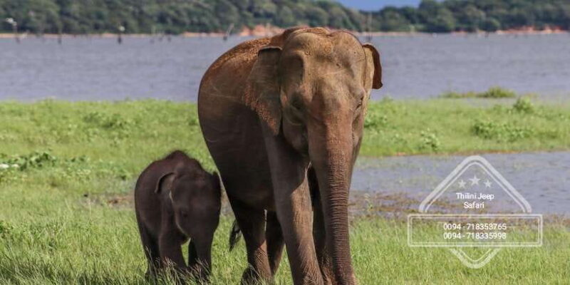 Sri Lanka: Elephant Safari Adventure with Hotel Pickup - Key Points