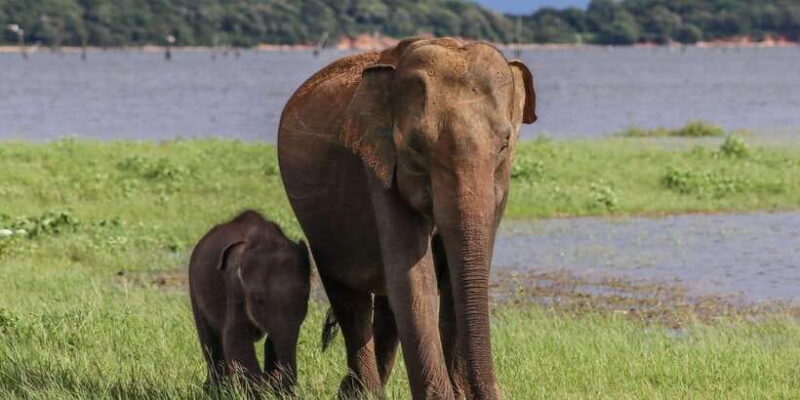 Sri Lanka: Elephant Safari Adventure with Hotel Pickup - Detailed Breakdown of the Tour Components