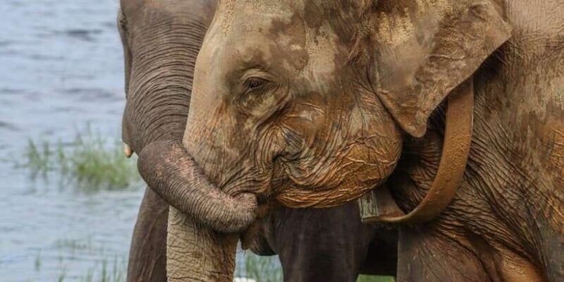 Sri Lanka: Elephant Safari Adventure with Hotel Pickup - Authentic Experiences and Traveler Insights